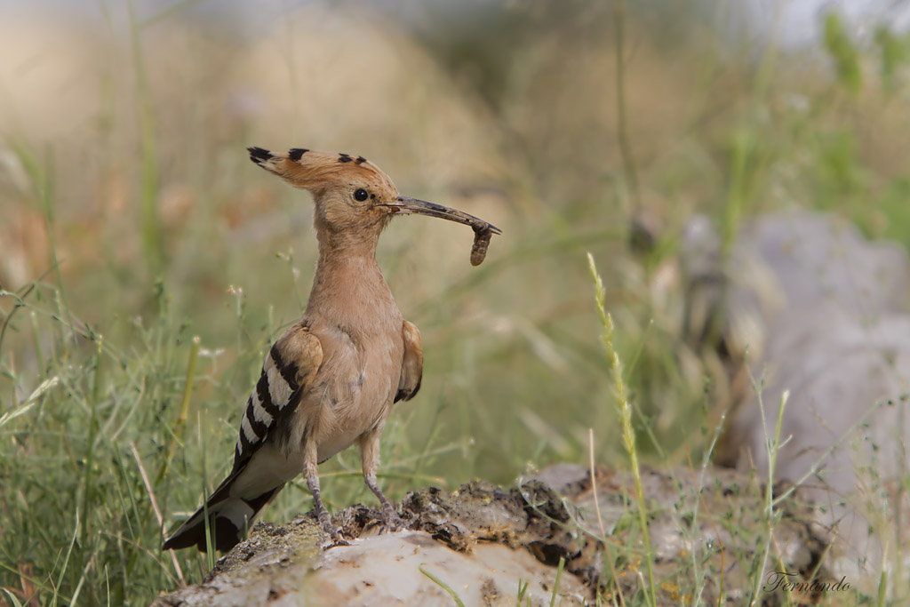 Pasión por la Naturaleza: La Puput