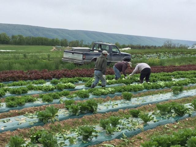 The Potomac Wegmans KBS Regional Farms Ambassadorship Recipe Blog