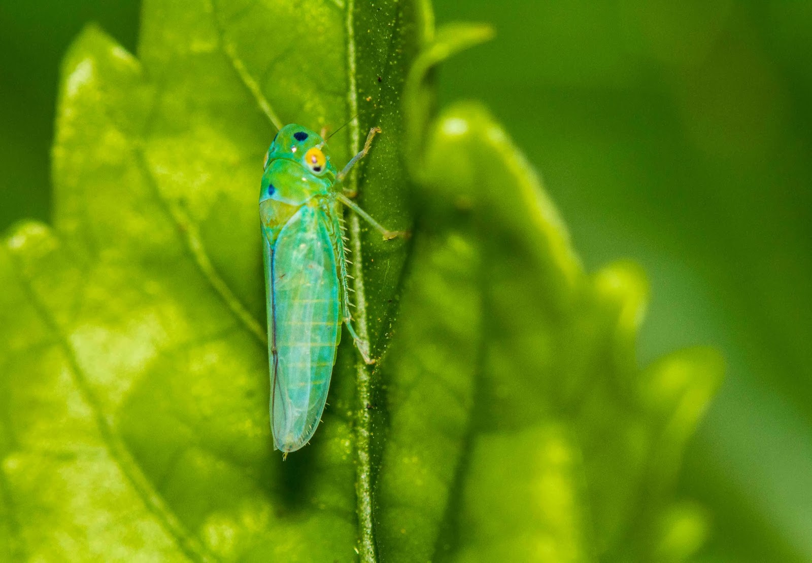 Musicroom's Imaging: Green-Blue Leaf Hopper