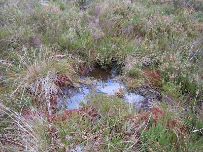 The Wetland Conservation Diary (UK): Tale of the two peatlands! Cord ...
