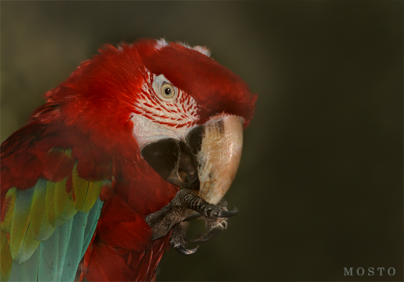 AVES NUESTRAS: GUACAMAYO ROJO