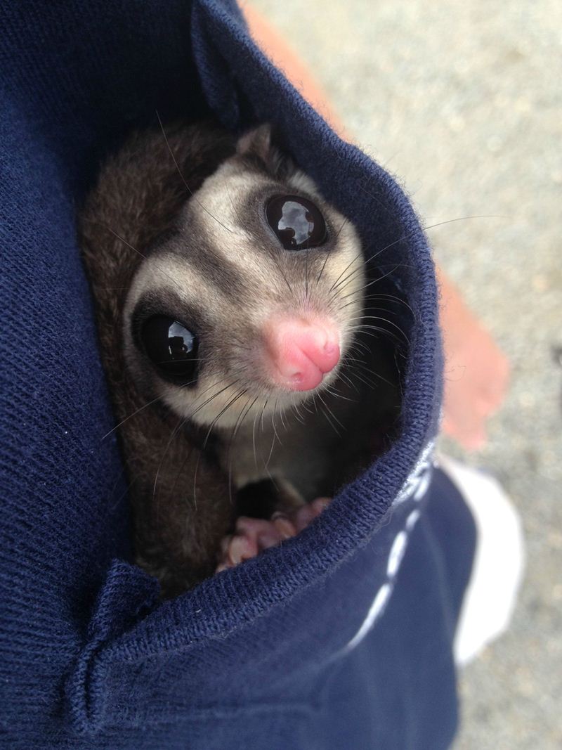 Funny animals of the week - 19 April 2013 (30 pics) | Amazing Creatures