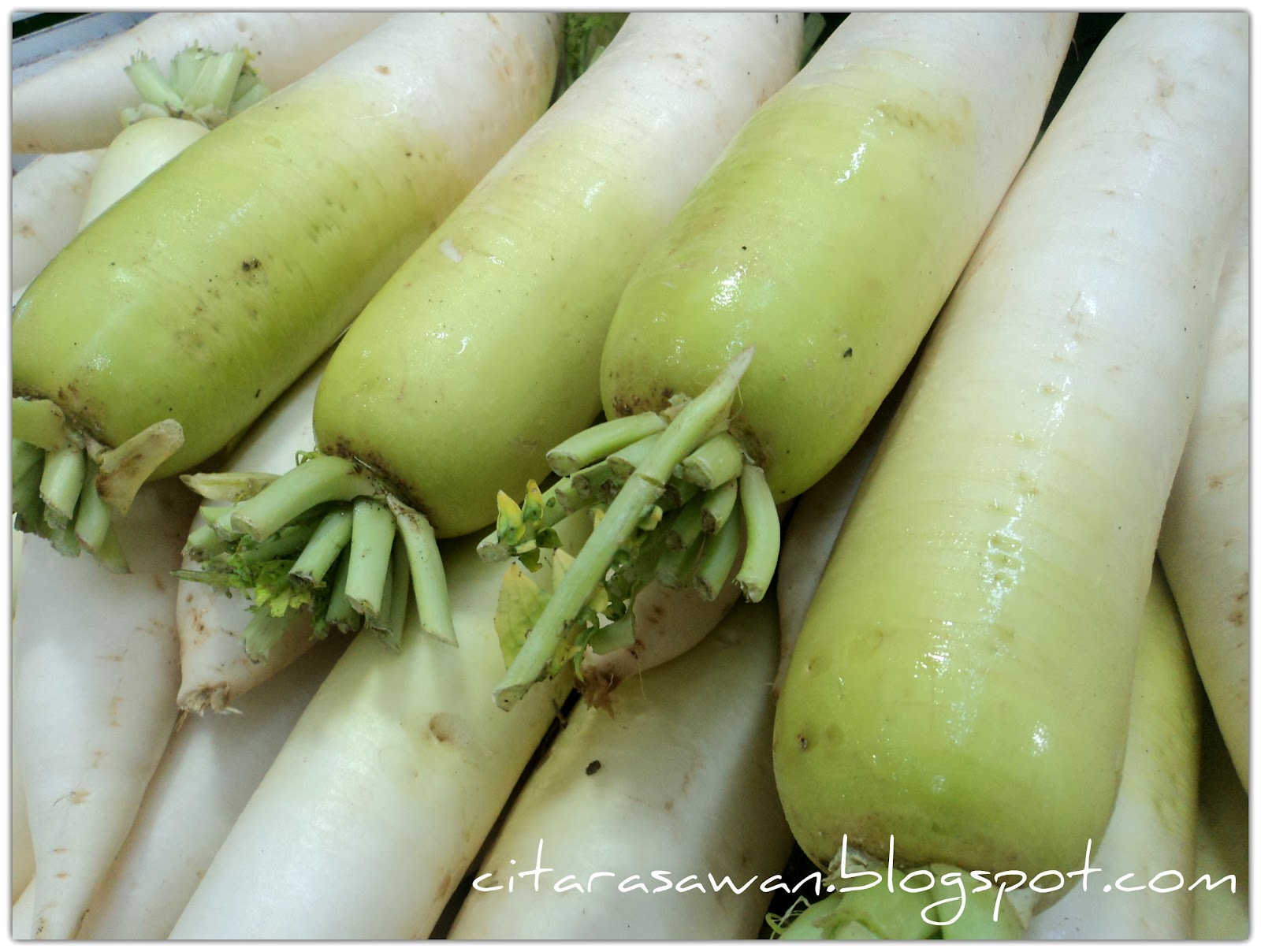 Sayuran - Lobak Putih dan Merah ~ Must Read!