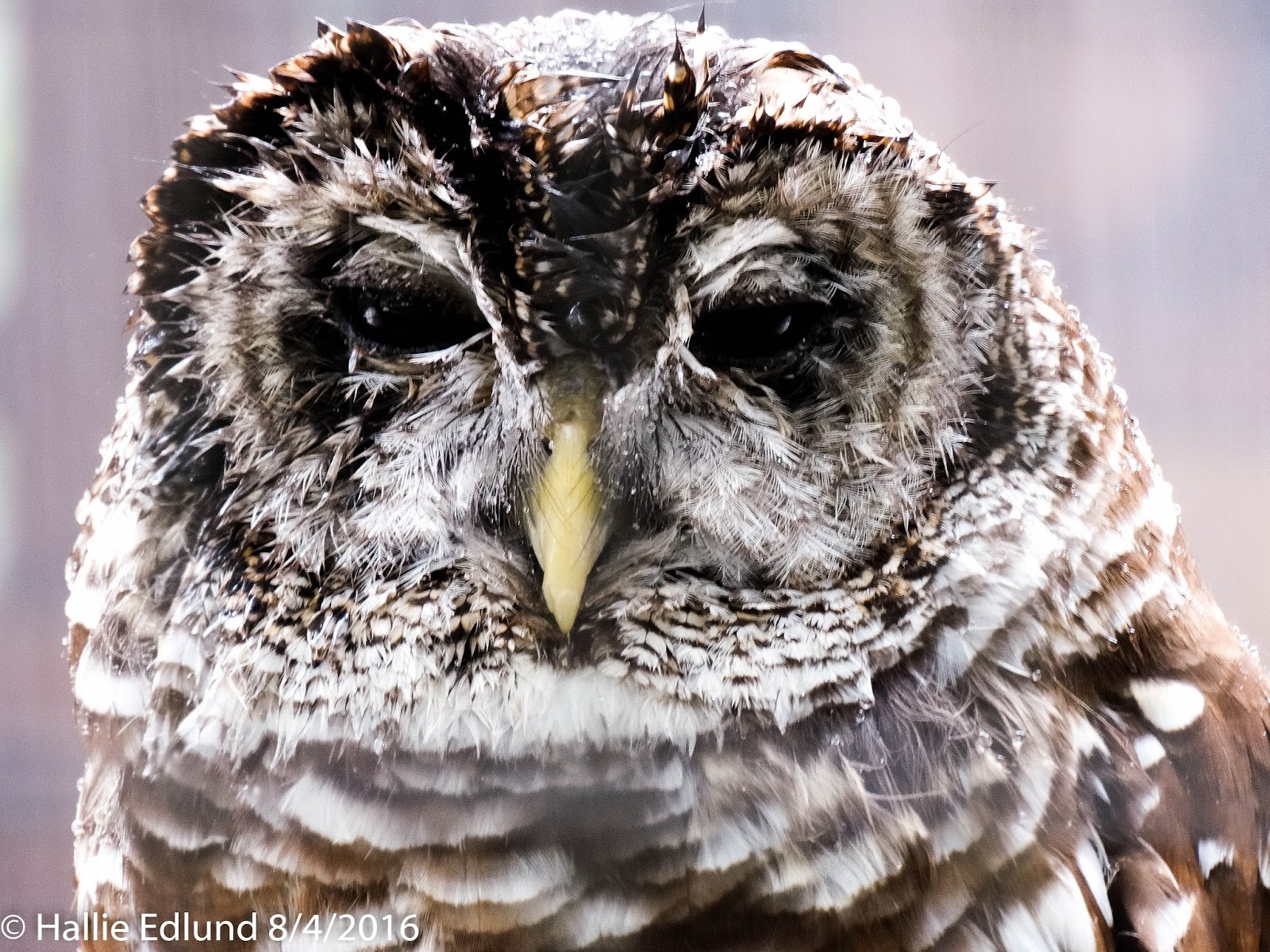 GENNY vs. HALLIE Big Year Challenge: Birds of Prey and the Boyd Hill ...