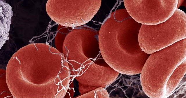 Blood Platelets Definition | Health And Beauty