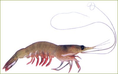 GOLDEN NATURE FOODS SDN BHD: Jenis-Jenis Udang