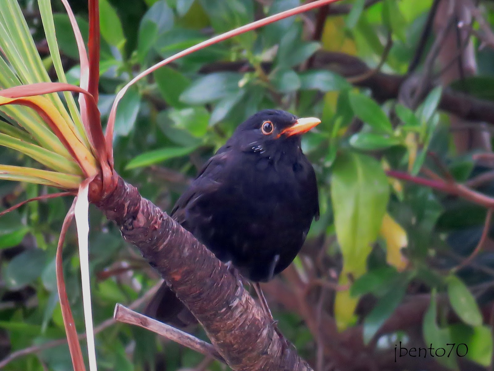 Birding Cascais: Melro-preto /Common Blackbird (Turdus merula) no ...