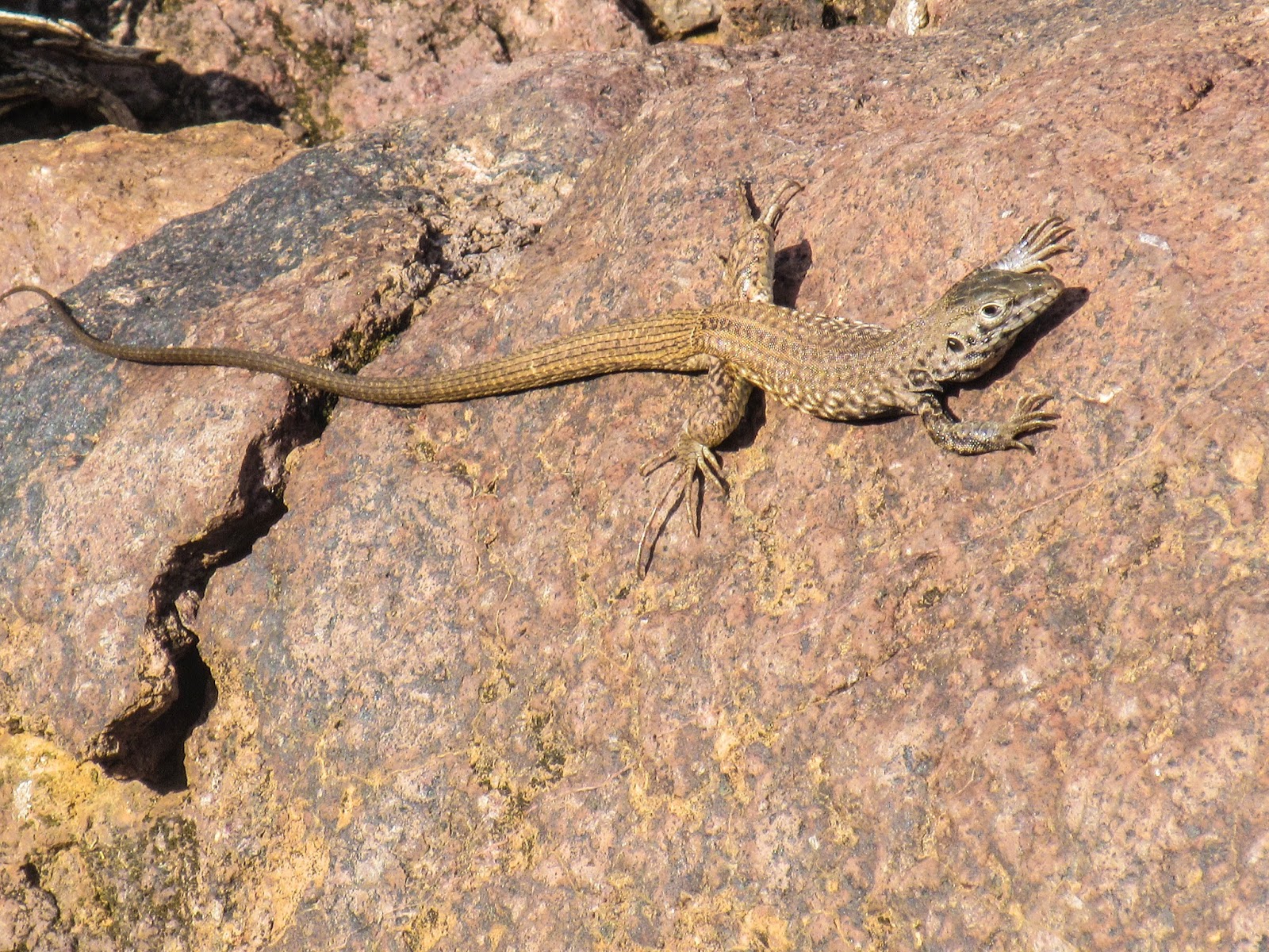 Cannundrums: Arizona Desert Whiptail