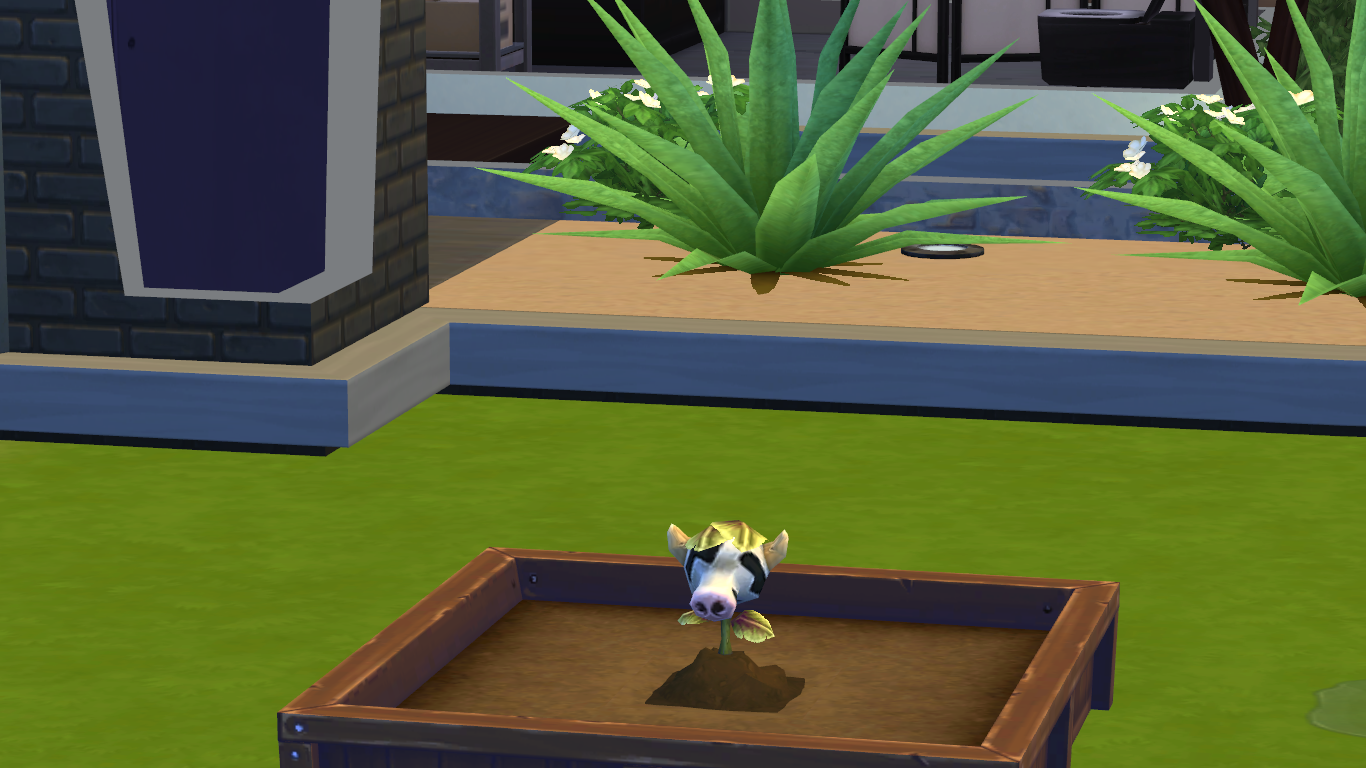 Simowska Blog: Krowokwiat