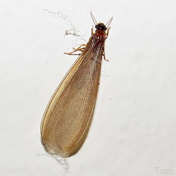 Insetologia - Identificação de insetos: Cupim Alado em São Paulo