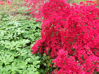Orange explains it all: National Arboretum Azalea Collection