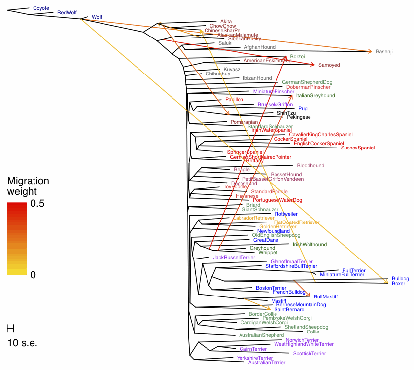 The Genealogical World of Phylogenetic Networks: Admixture graphs ...