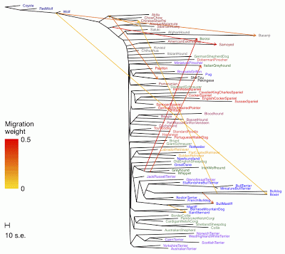 The Genealogical World of Phylogenetic Networks: Admixture graphs ...
