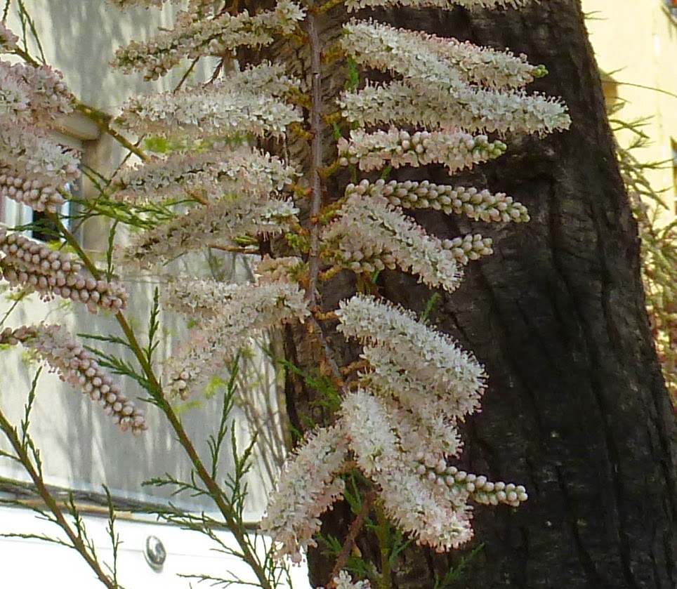 Árboles con alma: Tamarisco. Tamariu. (Tamarix gallica)