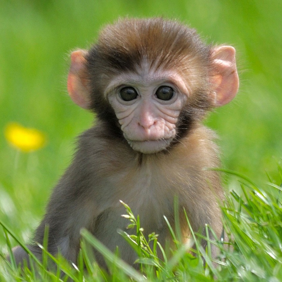 Kecerdikan Abu Nawas Menaklukkan Monyet Ajaib ~ KISAH ABU NAWAS