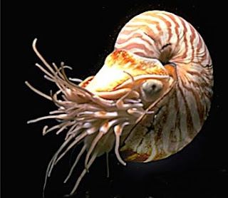 Sri Ebenezer: MOLLUSCA