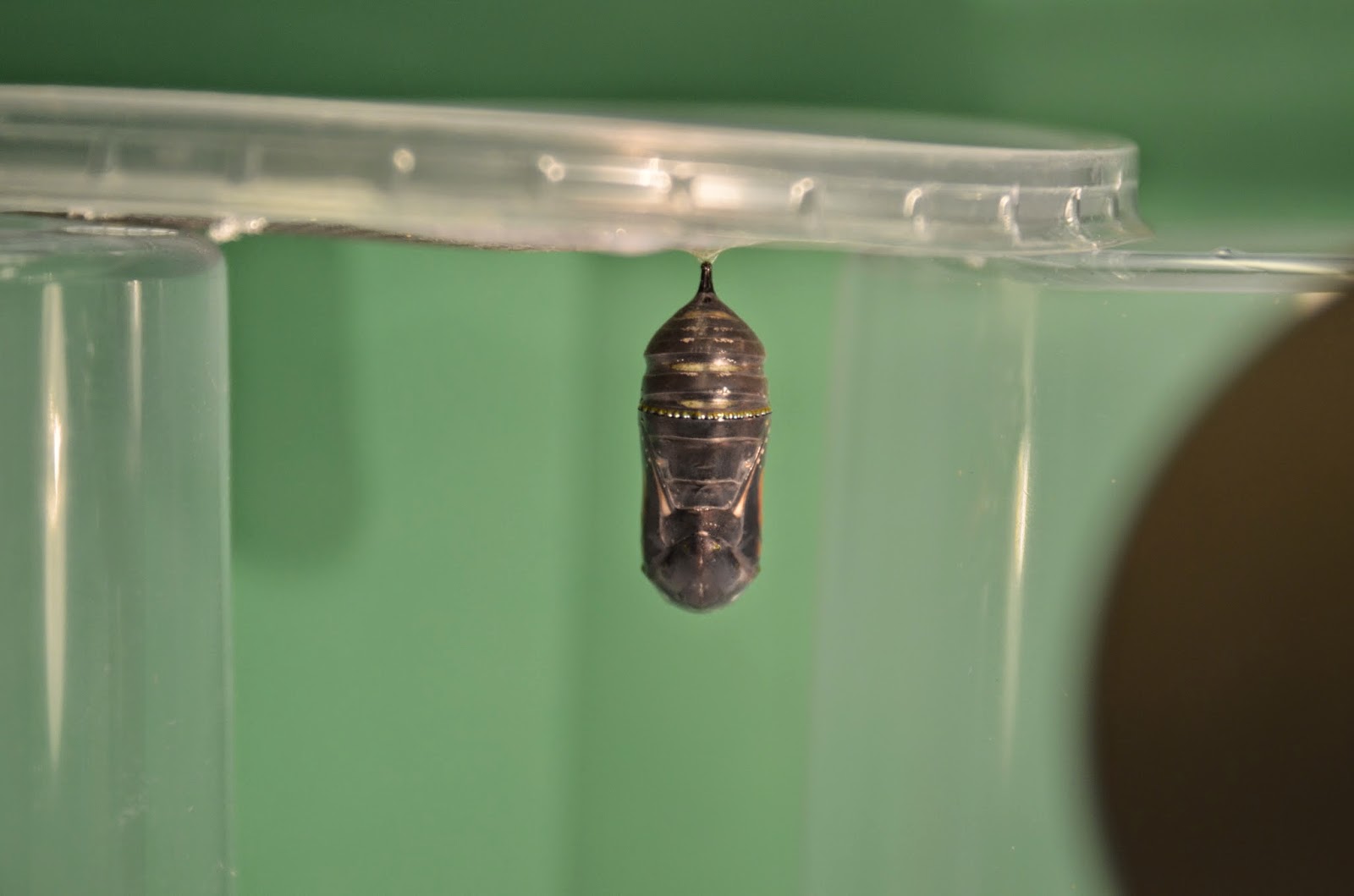 Animal Crackers: Monarch Butterfly Emerging from Chrysalis