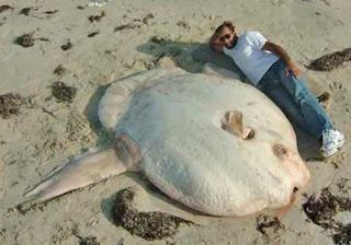 Curiosidades da Biologia:: Conheçam o peixe-lua: corpo gigante, cérebro ...