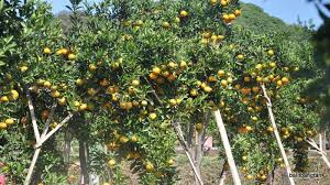 Panduan Lengkap Cara Budidaya Tanaman Jeruk Manis