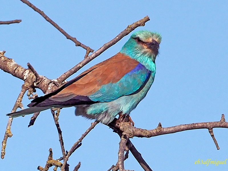 Miguel fotografia: Carraca europea (Coracias garrulus)