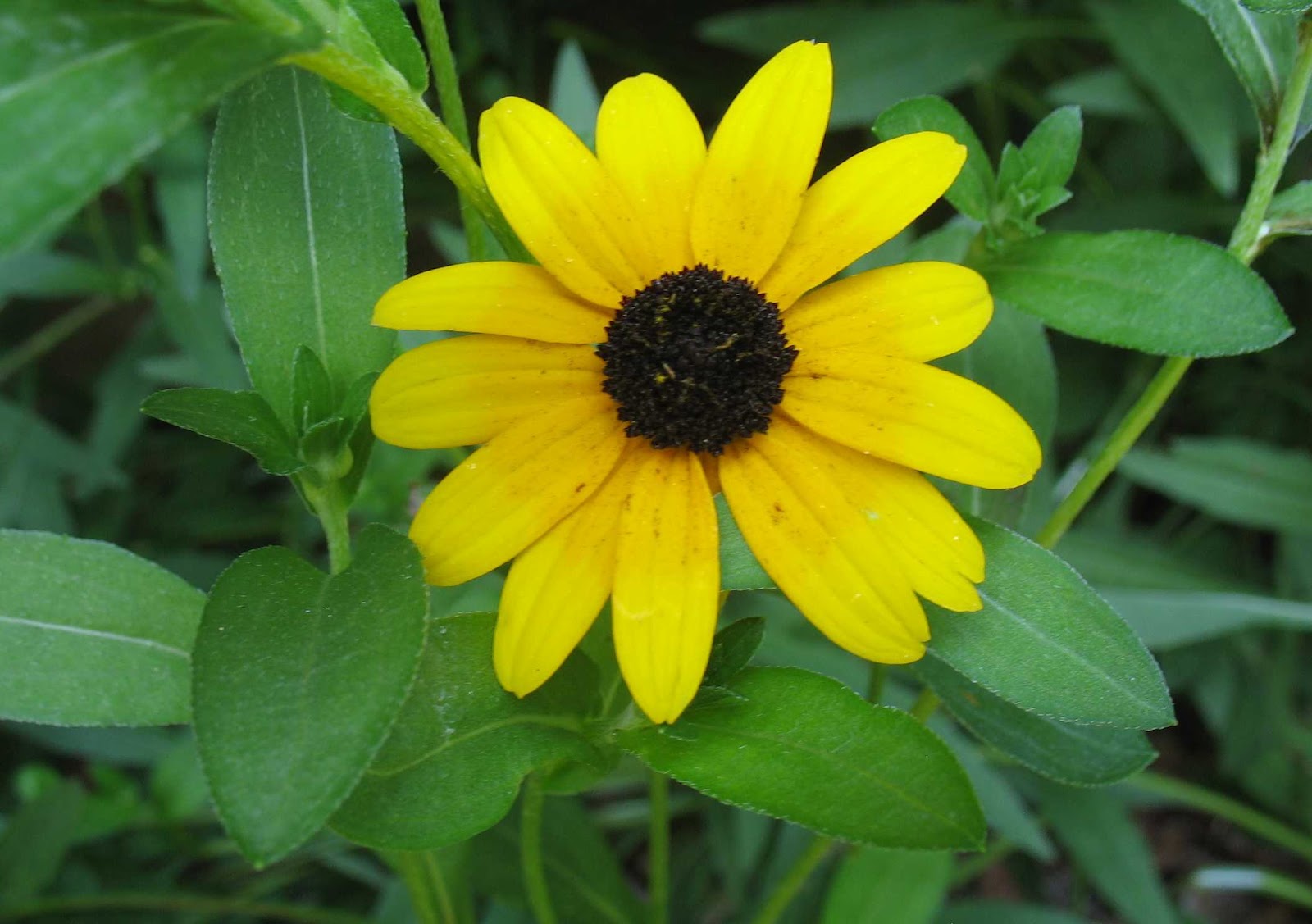Using Georgia Native Plants: Rudbeckia Returns