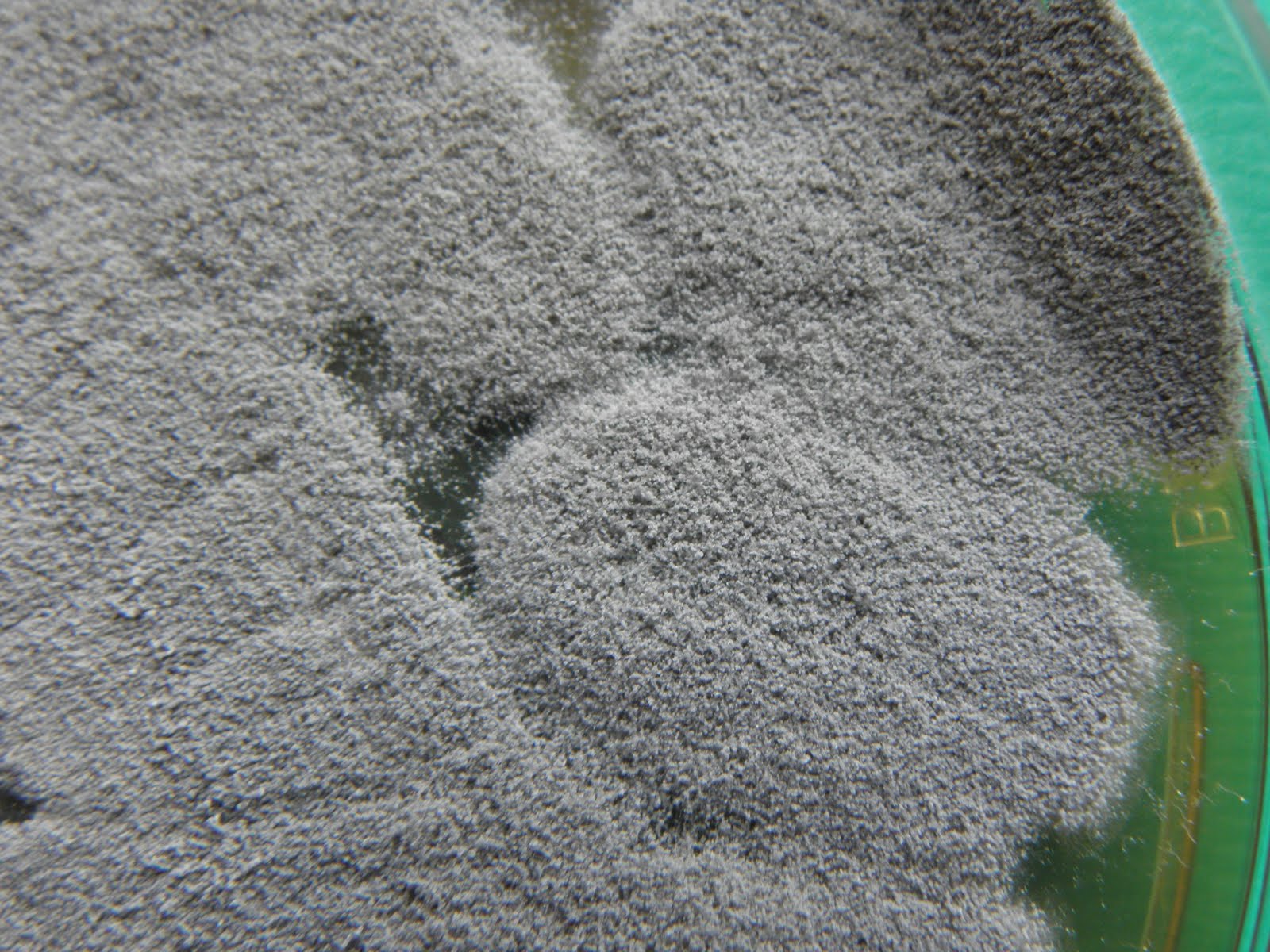 ATLAS MICOLOGIA: ASPERGILLUS CLAVATUS