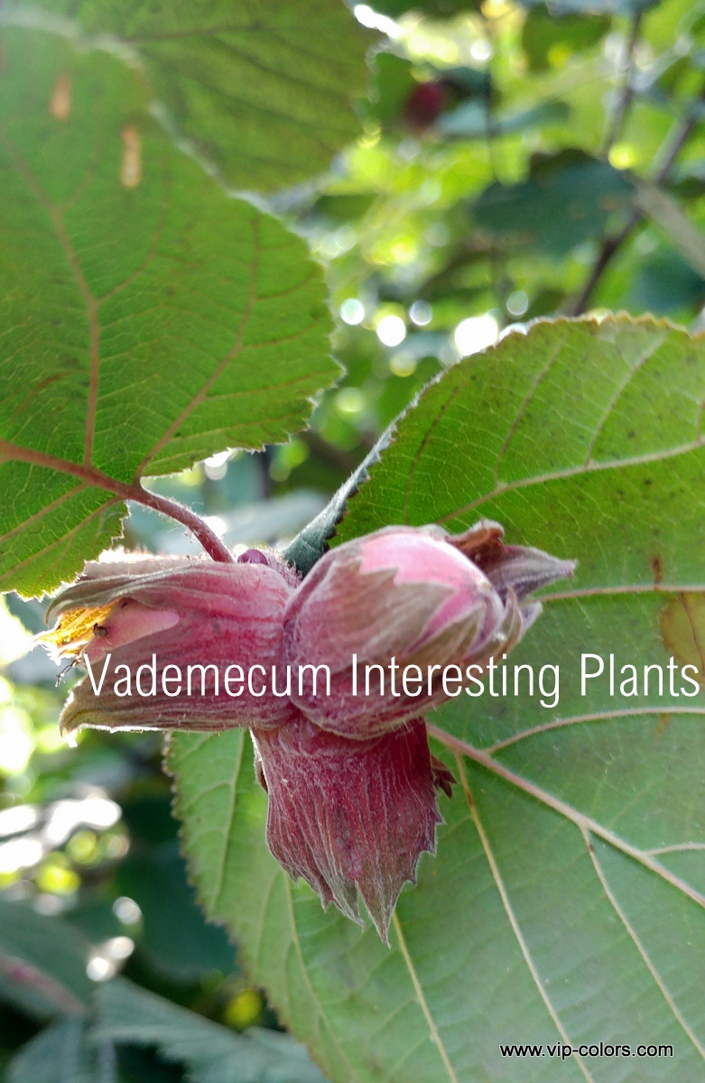 Vademecum Interesting Plants: Corylus avellana - Leszczyna pospolita ...