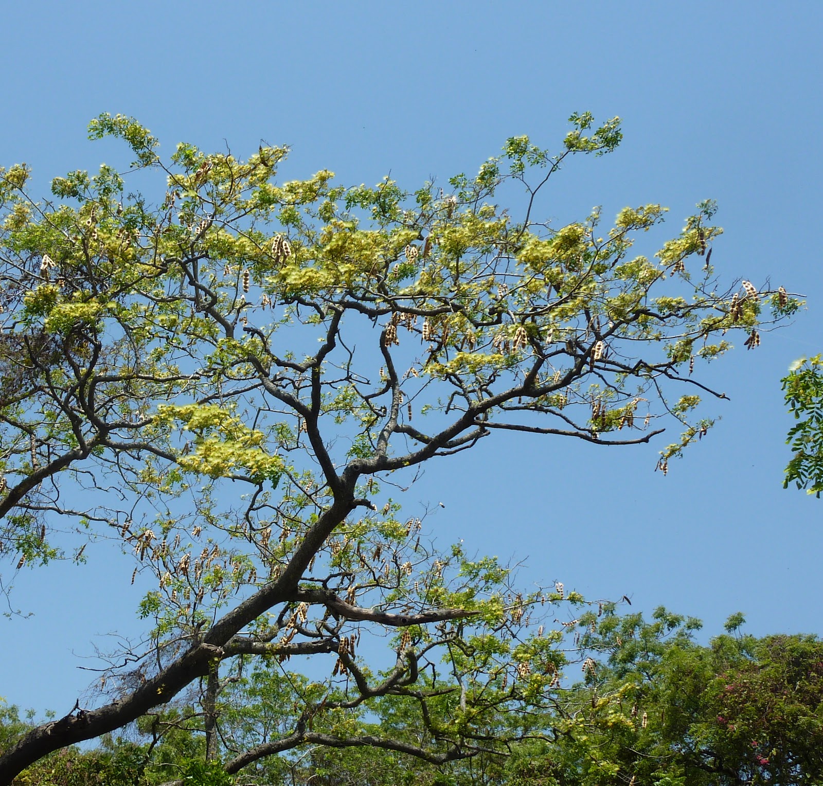 Madras Ramblings: The beautiful Vaagai