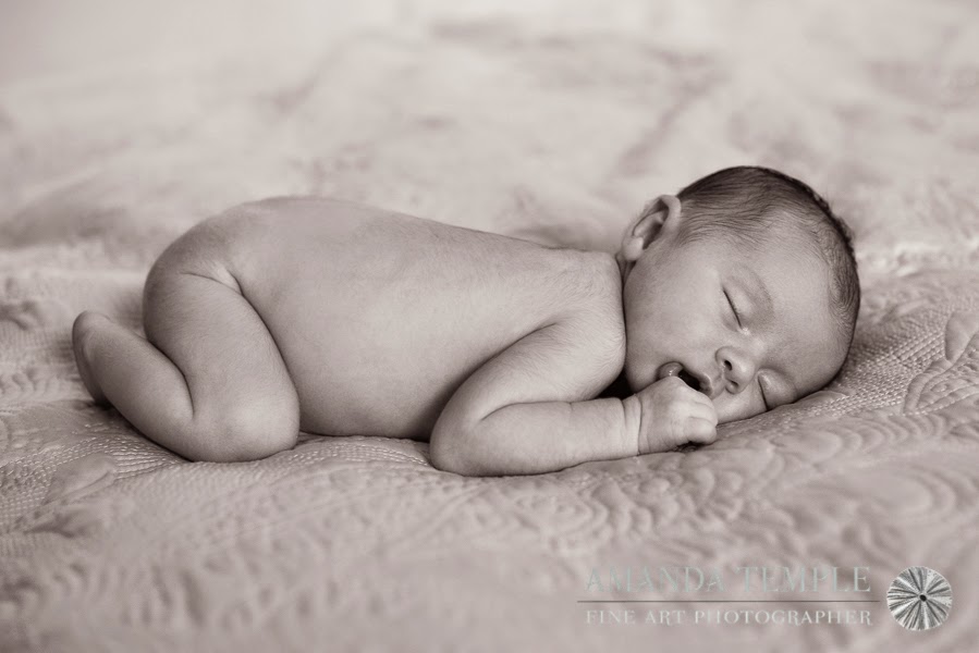 Bermuda Photographer - Amanda Temple: The Beautiful Baby Butterfly