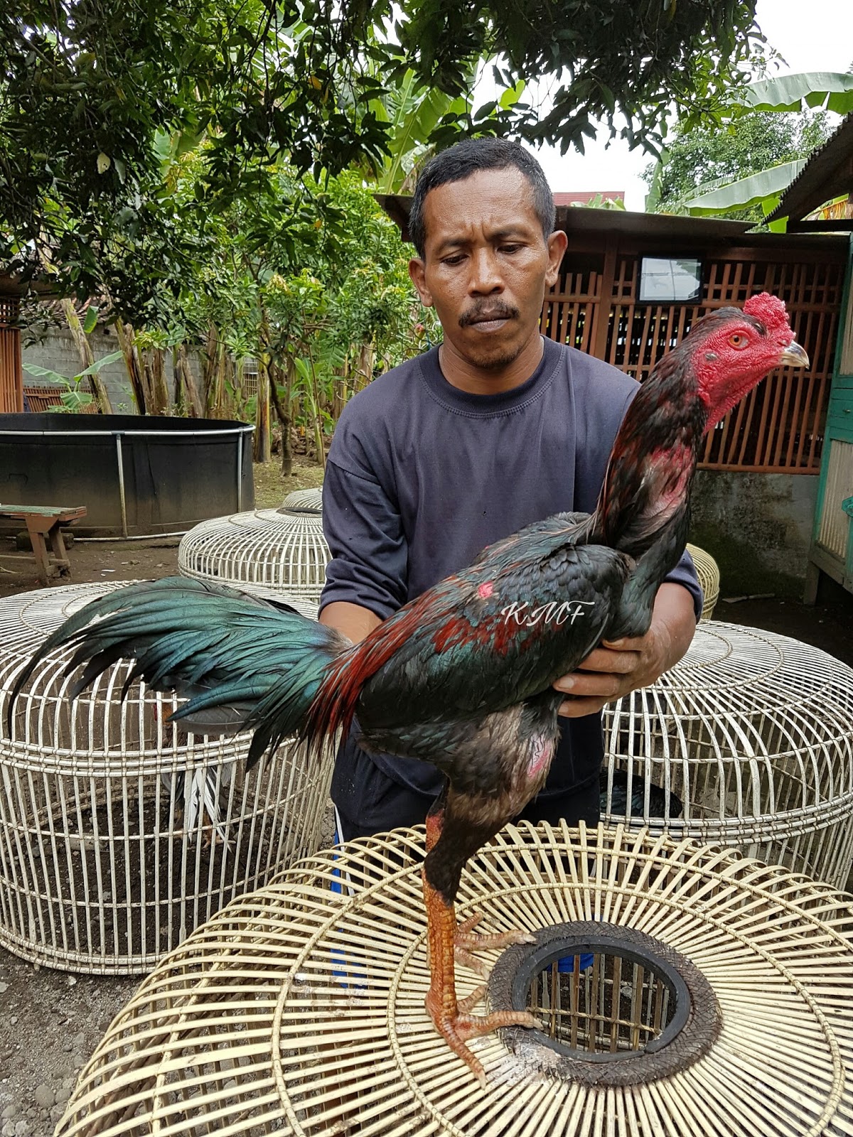 Kandang Mutiara Farm: KMF 403 Pakhoy (lancuran) SOLD to Jogja