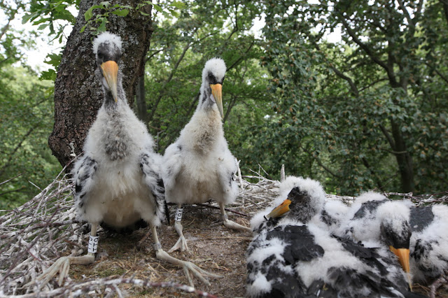 BLACK STORK & RAPTOR IMPRESSIONS: Crazy Black Stork ringing tour ...