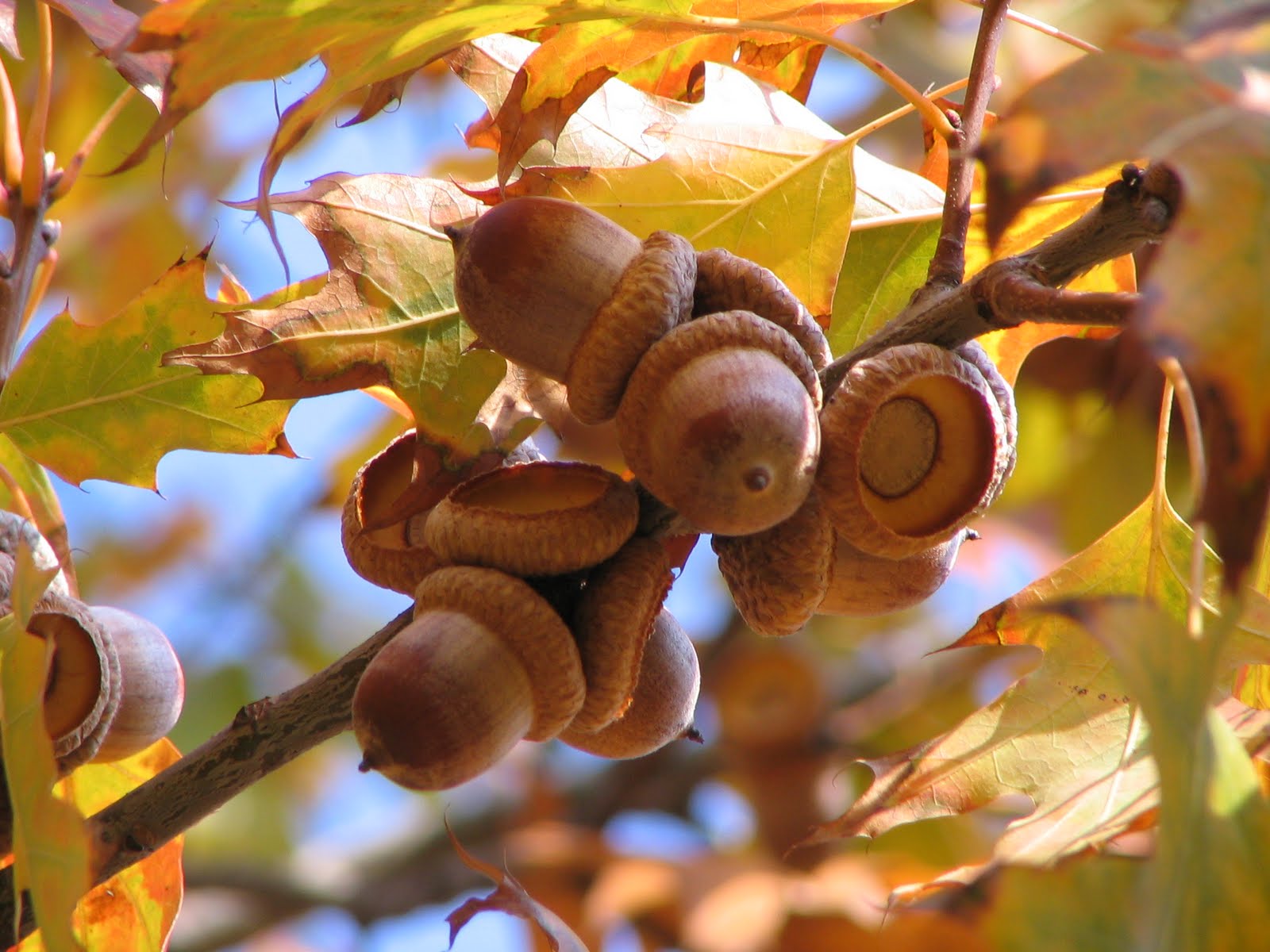 LA MULTI ANI, ROMANIA!: Ghinda