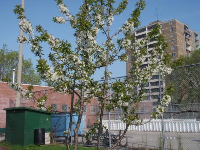 Nursery Plants: The kind of Bing Cherry Tree
