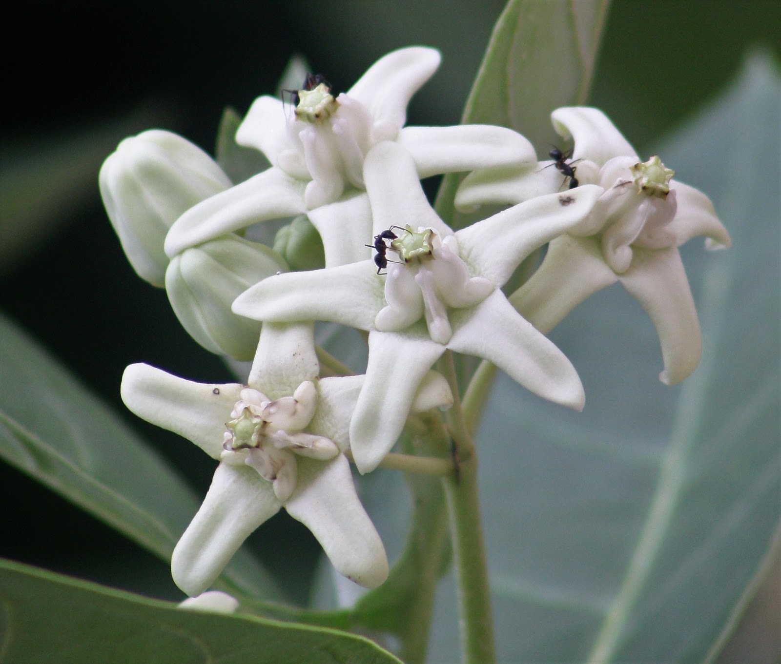Plantas: Beleza e Diversidade: Ciúmes (Calotropis gigantea)