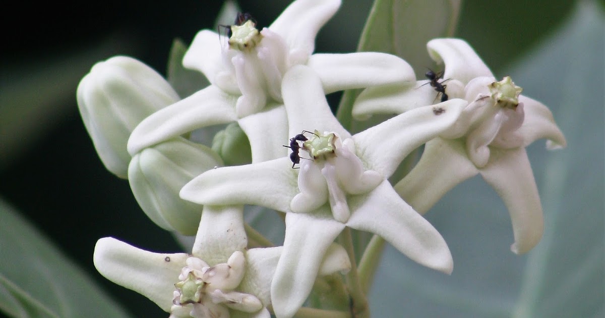 Plantas: Beleza e Diversidade: Ciúmes (Calotropis gigantea)