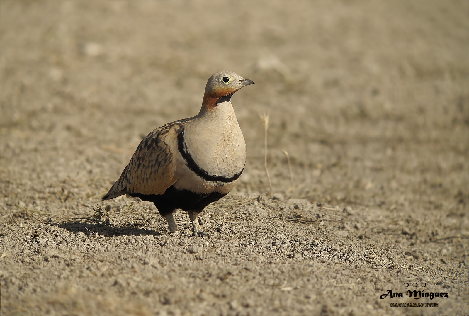 NATURANAFOTOS: Gangas y Ortegas