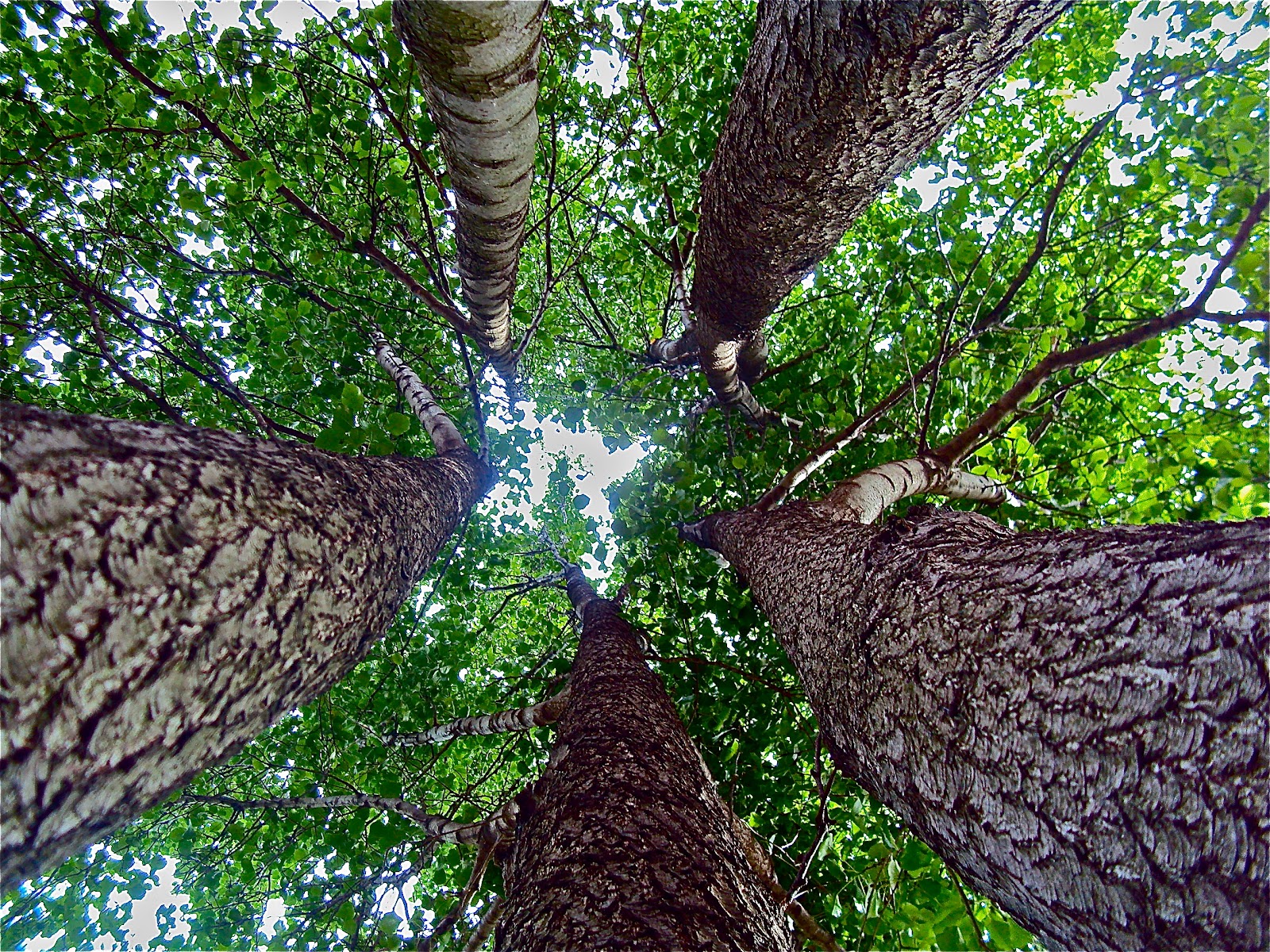 Under The Brush~: ant's eye view~