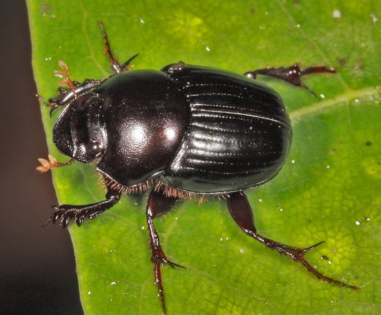 BunyipCo: The Perching Dung Beetles of Wongabel