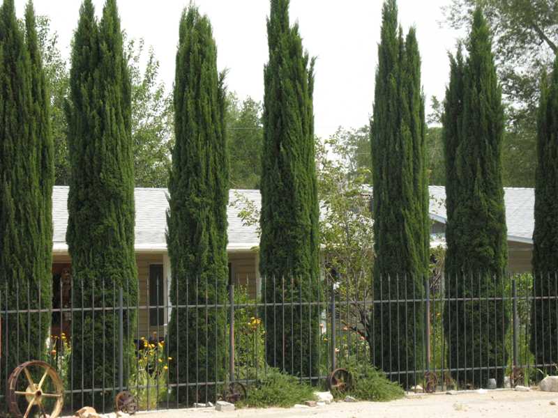 20 Sementes de Cipreste Italiano Cupressus Sempervirens