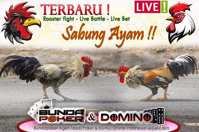 News: Cara Bermain Sabung Ayam ONLINE...