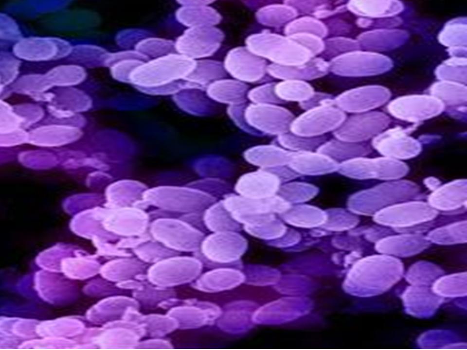 Homo agricola: PGPRs (Plant Growth Promoting Rhizobacteria)