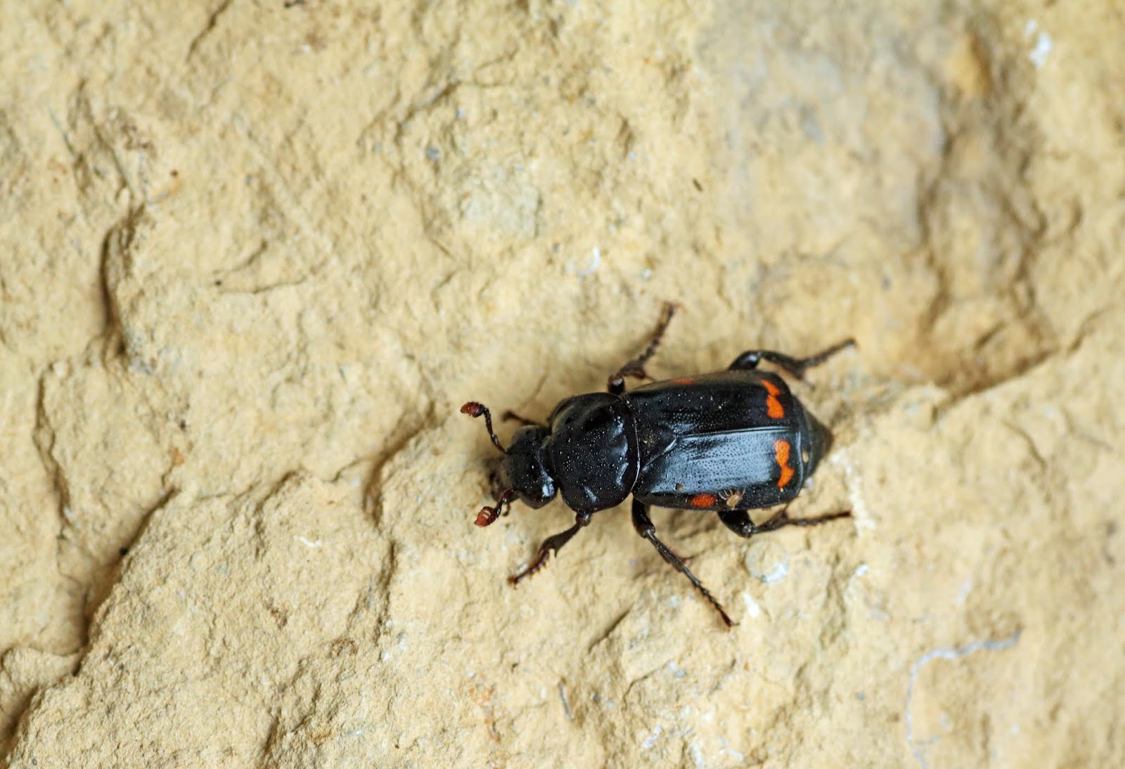 MObugs: Pustulated Carrion Beetle