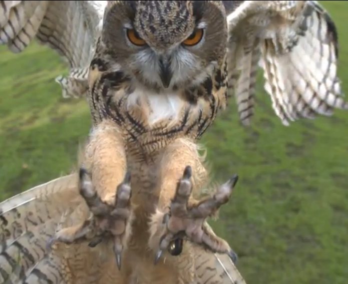 BLADE 7184: An Owl As You've Never Seen It Before