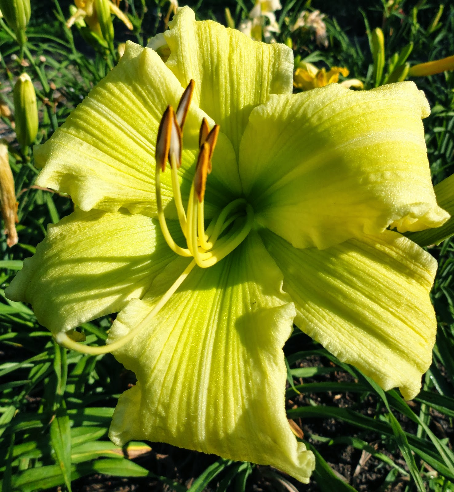 Druid City Daylily Garden: DRUID CITY DAYLILY GARDEN 2014 Introductions