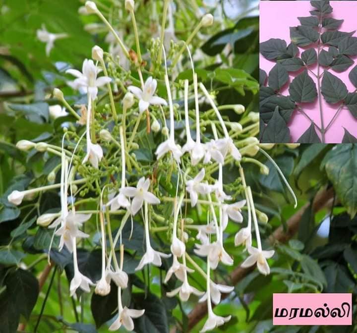 Trees- Banyan, Arasan, Bamboo, Jack, Nochi, Karuvel, Kodukka, Tamrid, neem