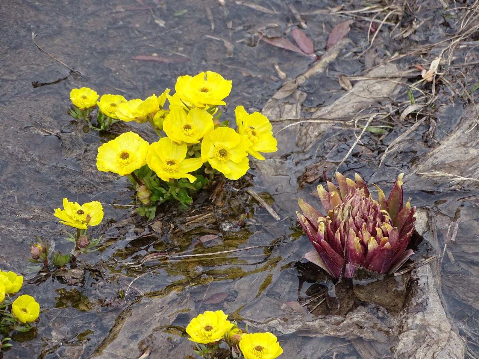 Prairiebreak: An album with a floral few gems from Northwestern Wyoming ...