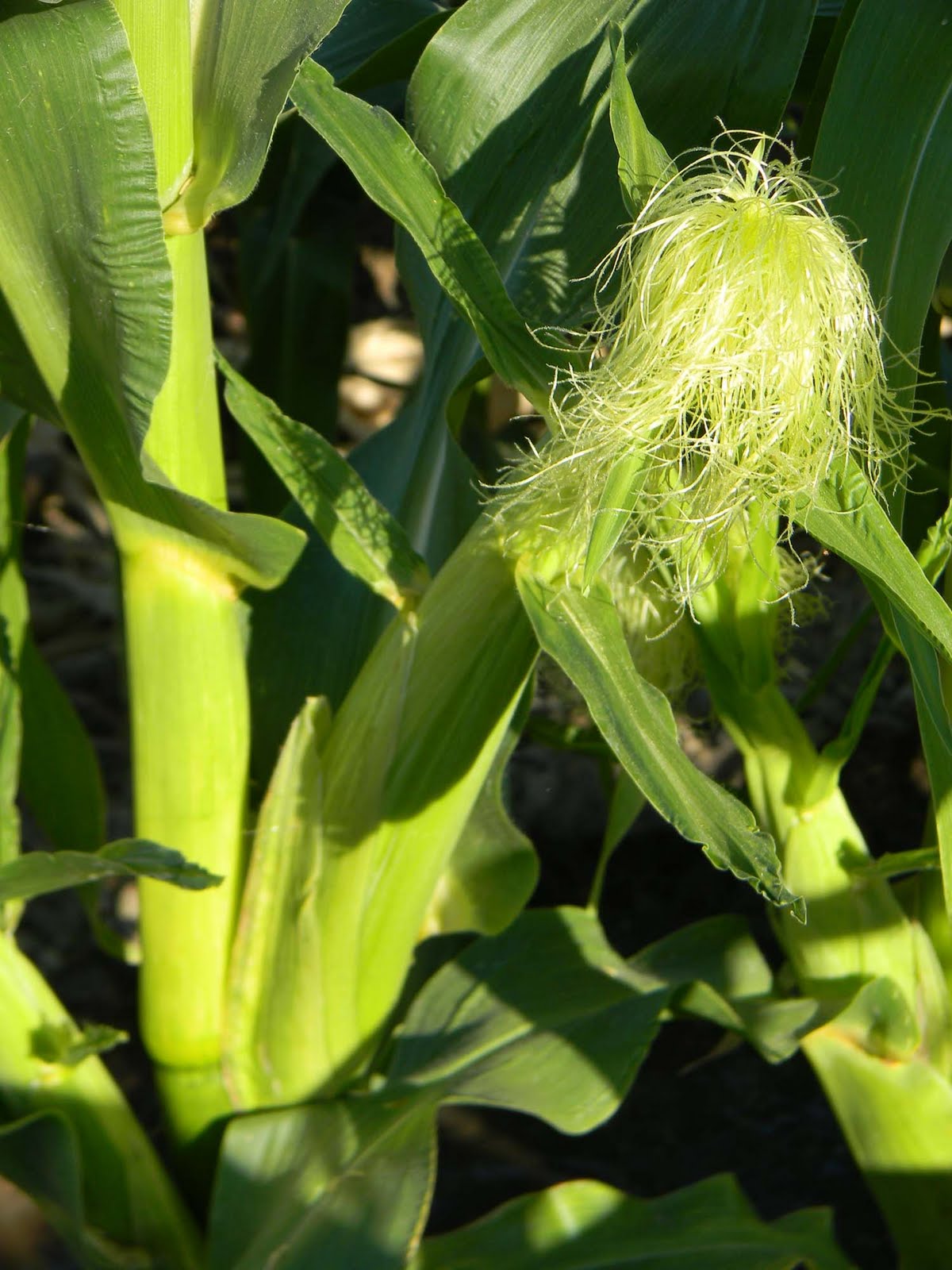 Owyhee Agriculture Corn Pollination