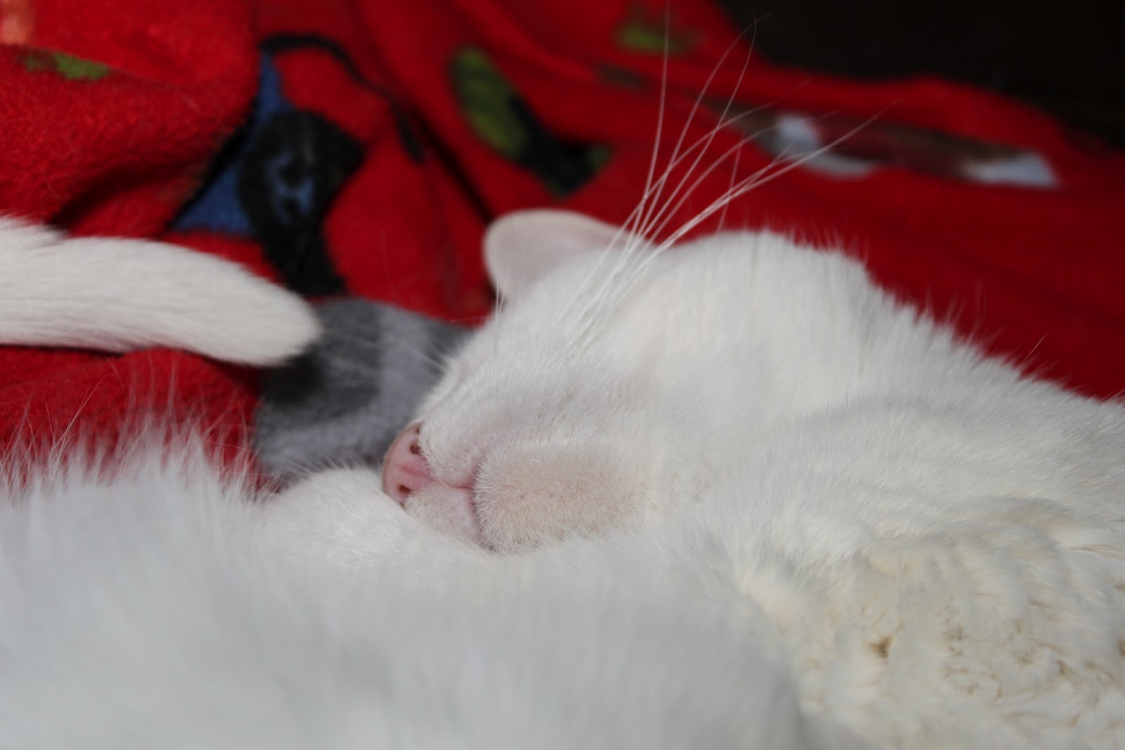 Katnip Lounge: Sunday with Sheebie!