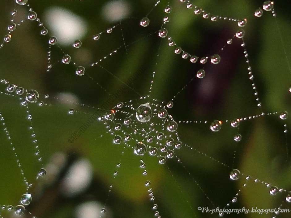 Dew Drops On Spider Web | Nature, Cultural, and Travel Photography Blog