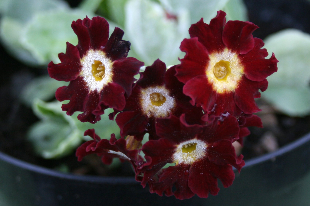 Abriachan Nurseries - The Garden On Loch Ness: Auricula Favourites